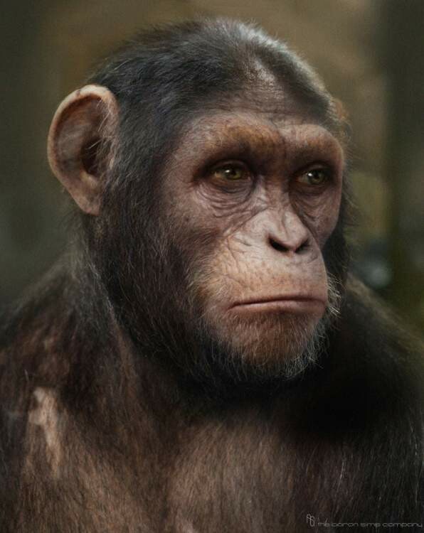 ArtStation - Planet of the Apes Caesar