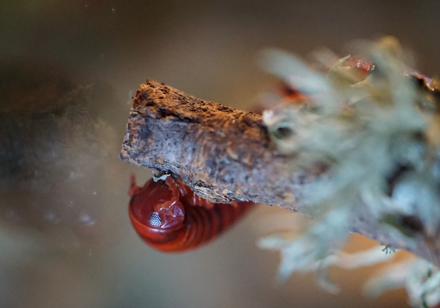 Trilobite - Centrobolus splendidus