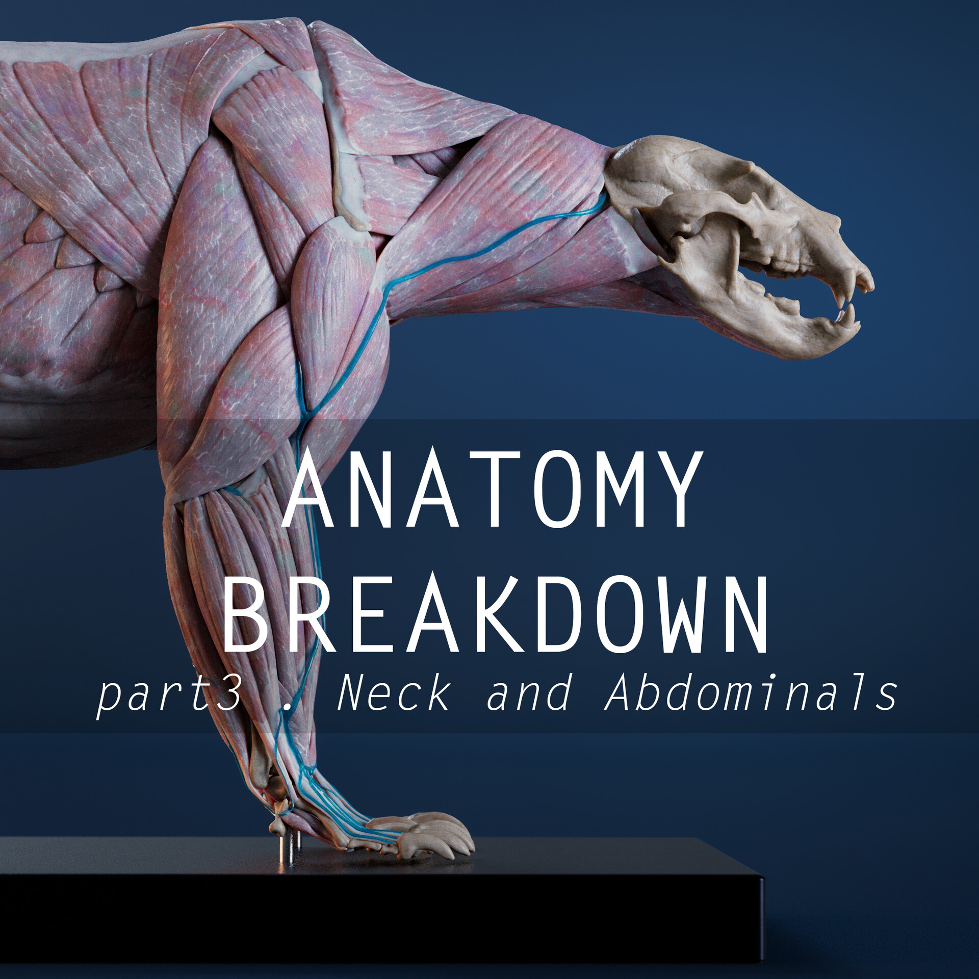ArtStation - Anatomy Breakdown part 3 - Neck and Abdominals