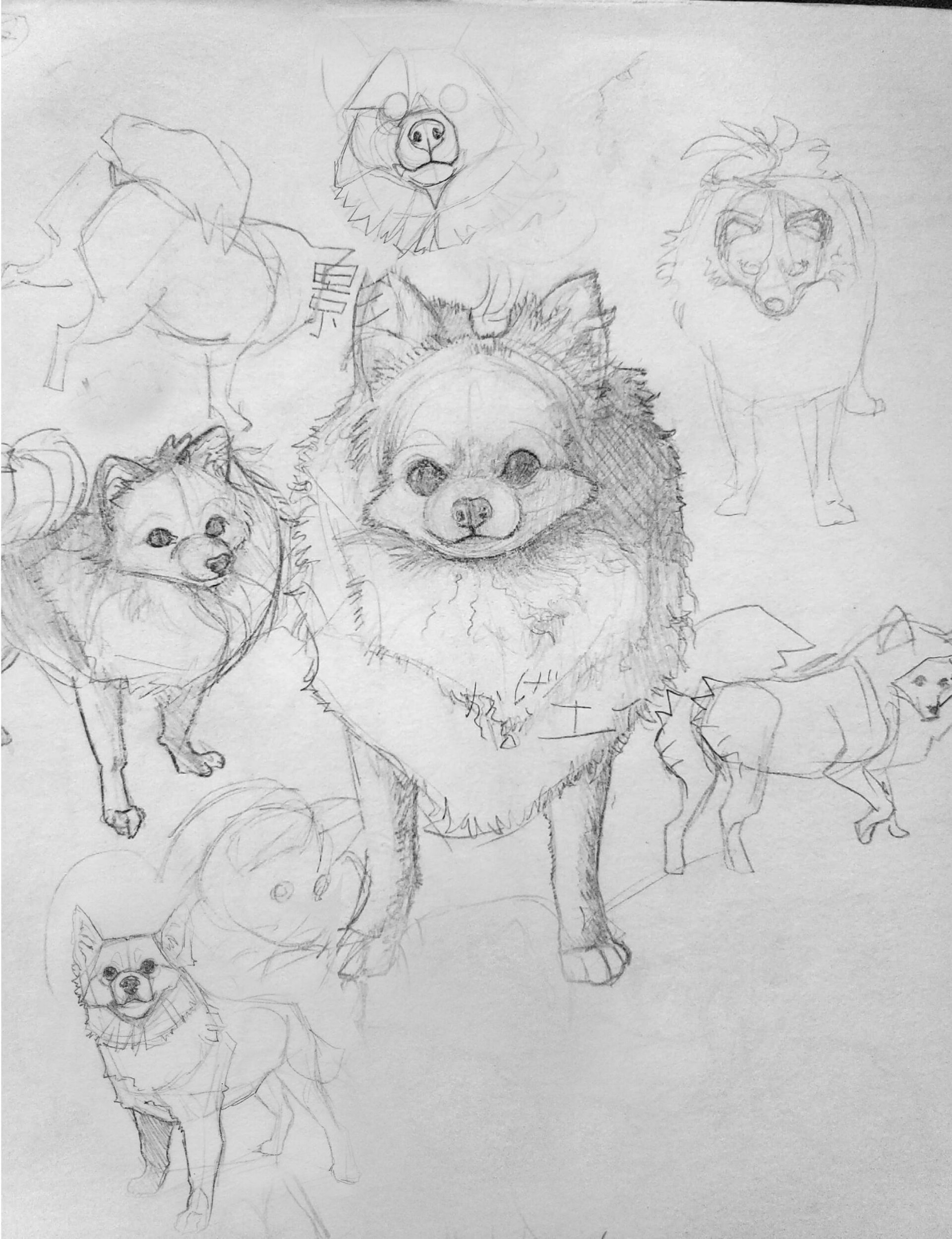 ArtStation - Study - Dog