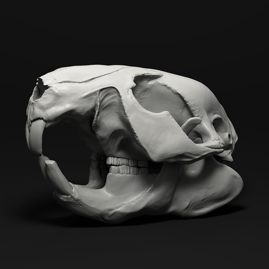 ArtStation - Beaver Skull