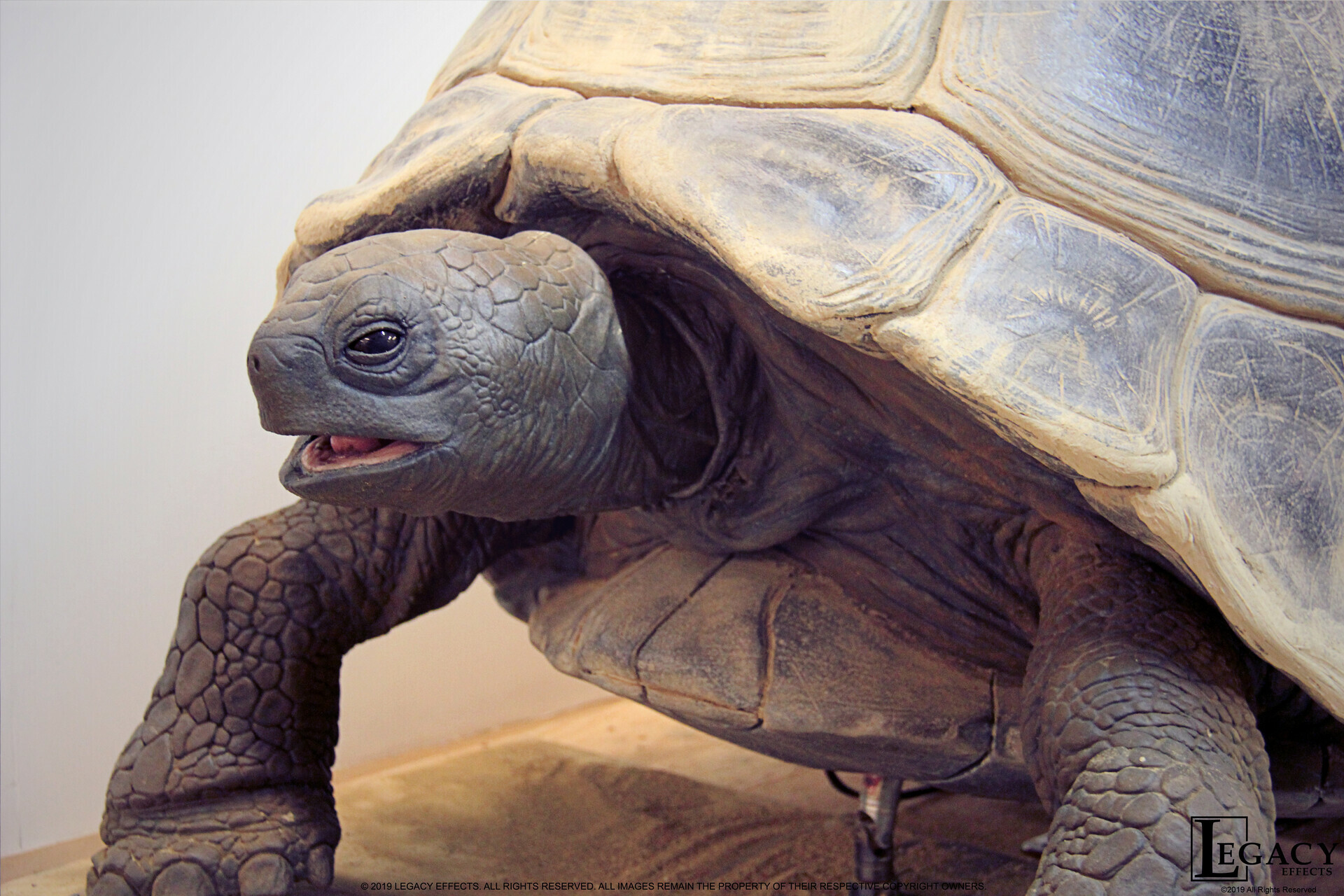 wonil song - Direct TV : Tortoise