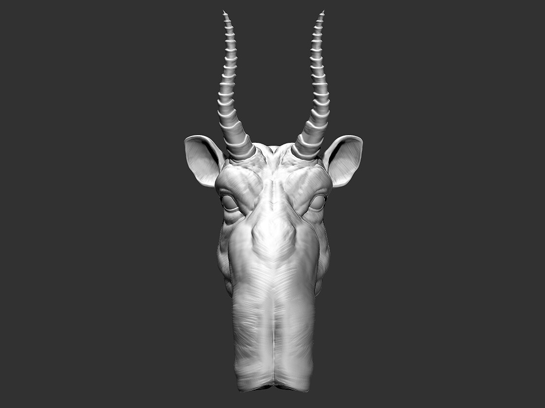 Saiga Antelope Skull