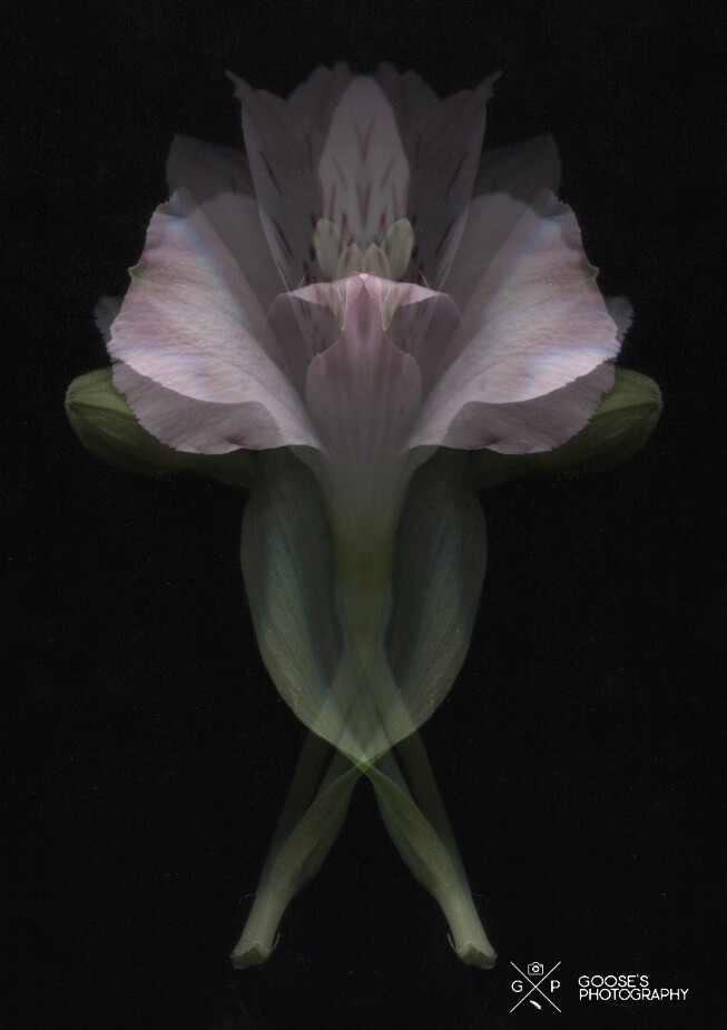 ArtStation - Surreal Flower #1