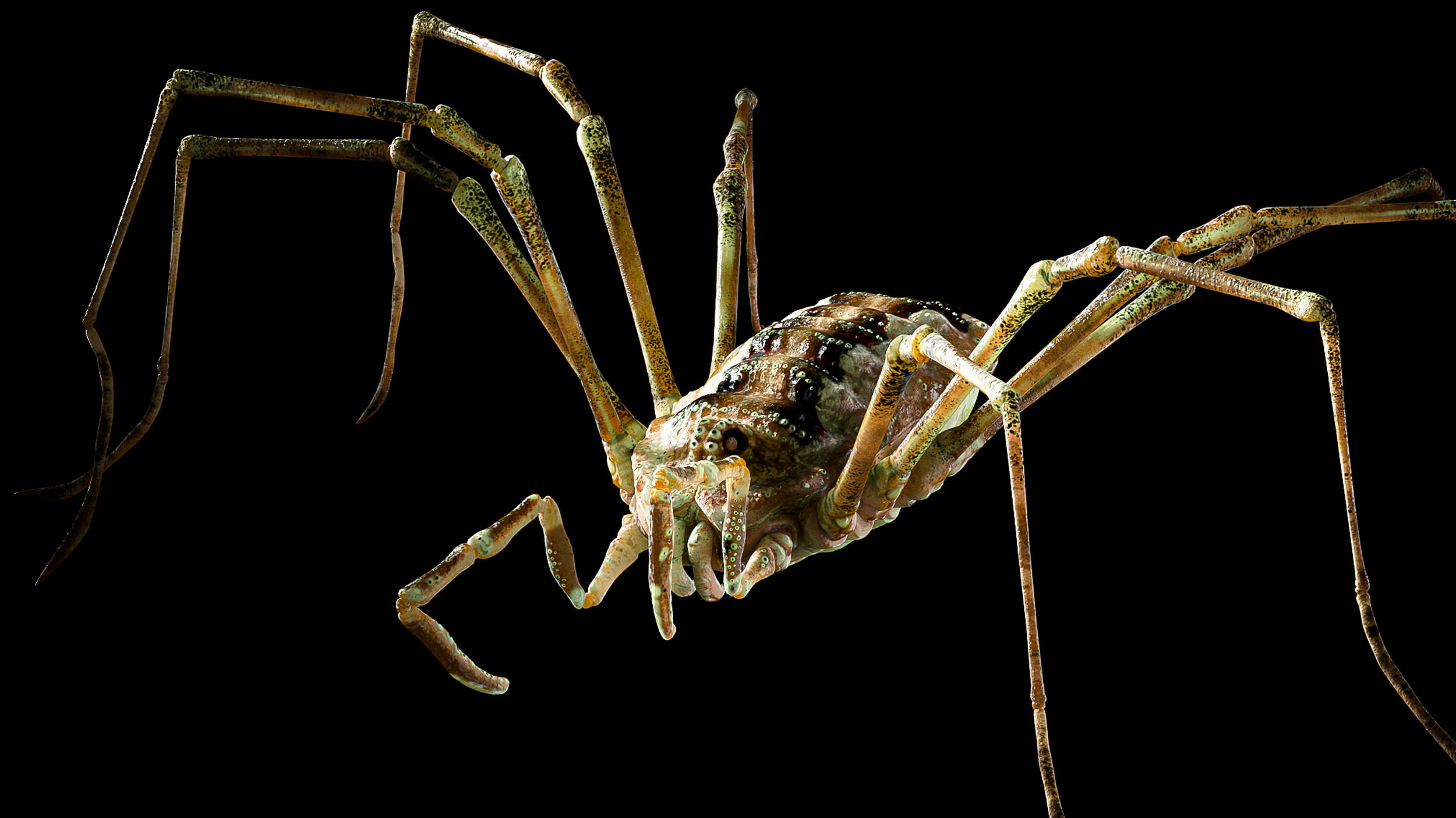 Mark Fonzen - Goliath Phalangium Opilio (big ol' daddy long leg)