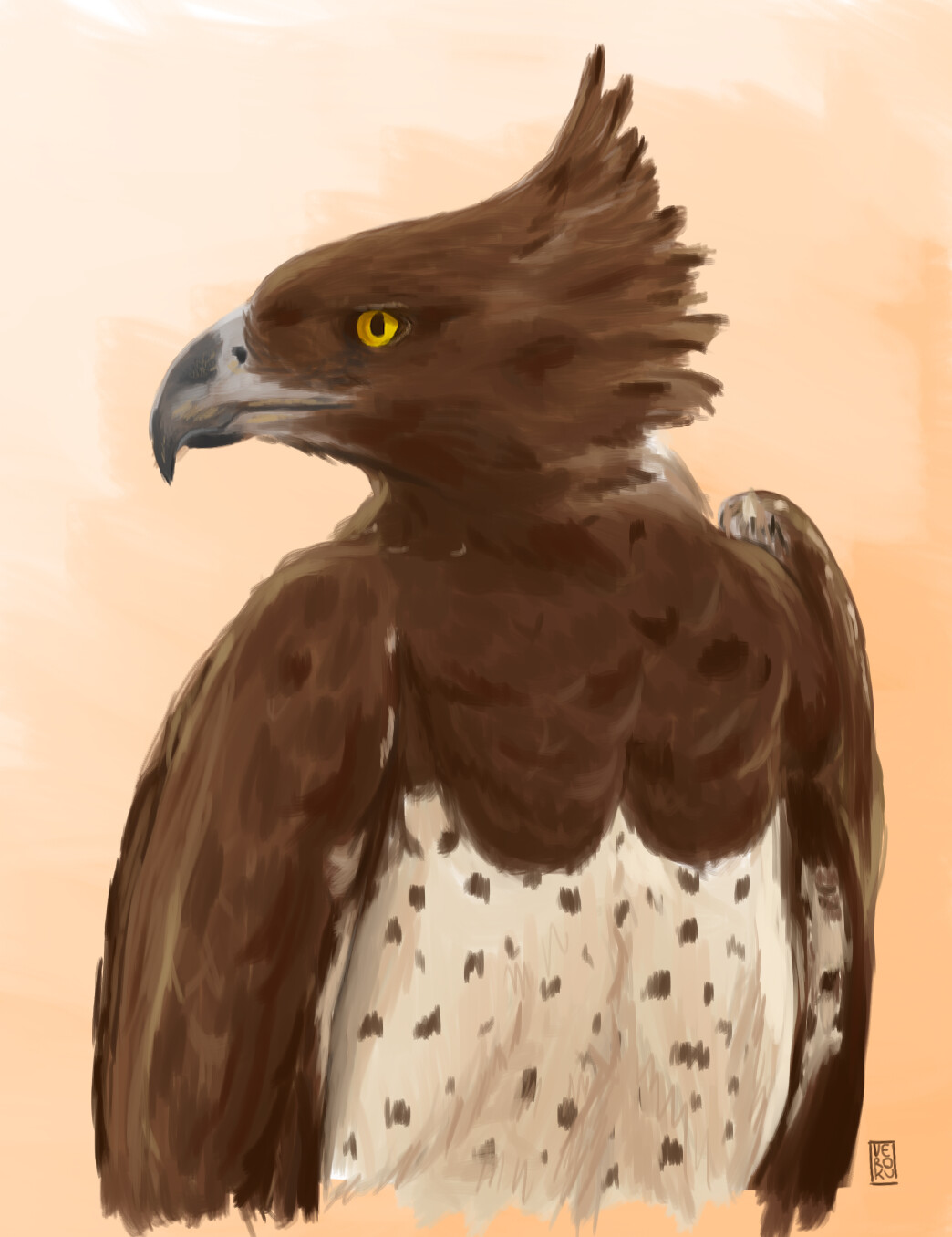 how to draw a martial eagle