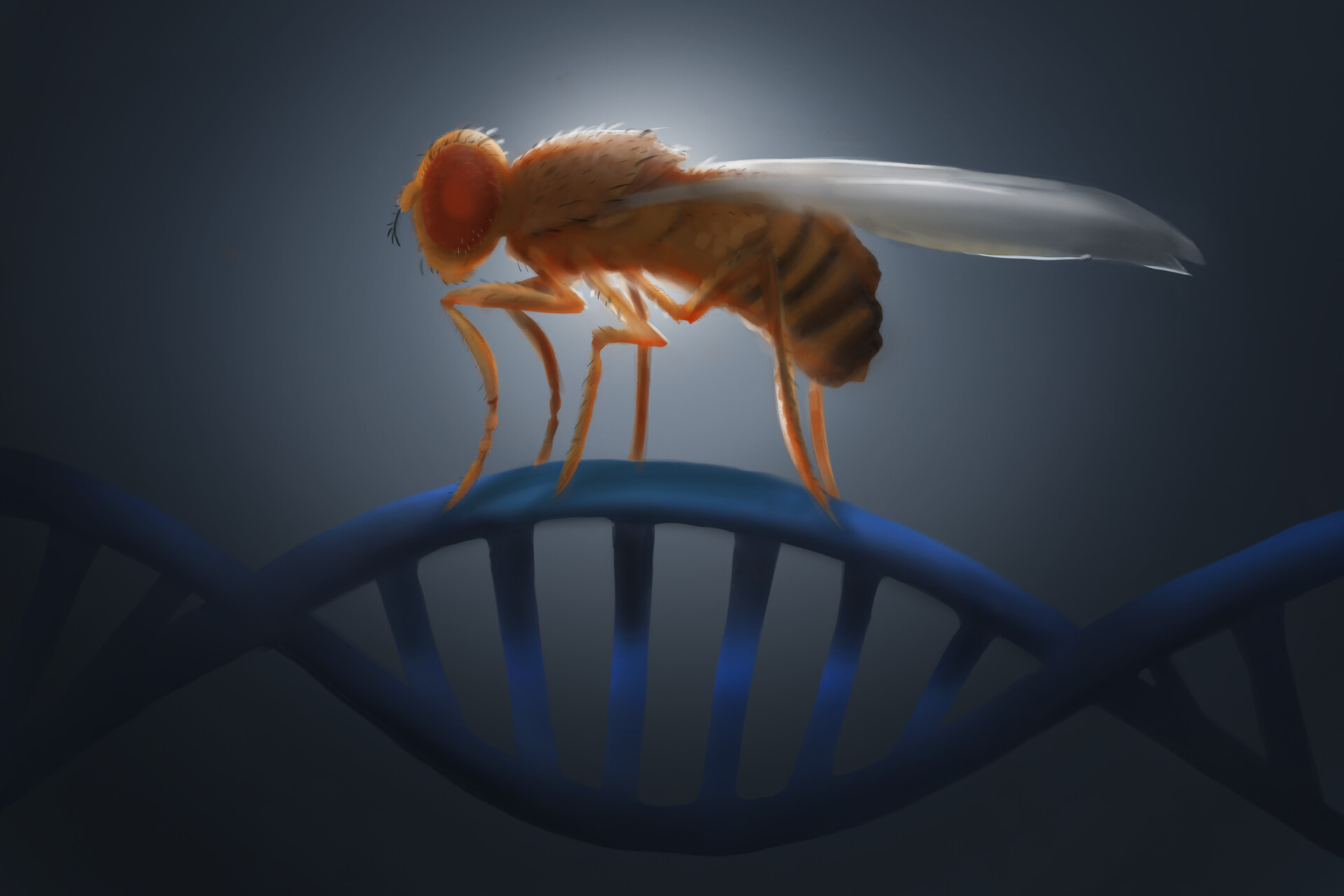 ArtStation - Fruit Fly