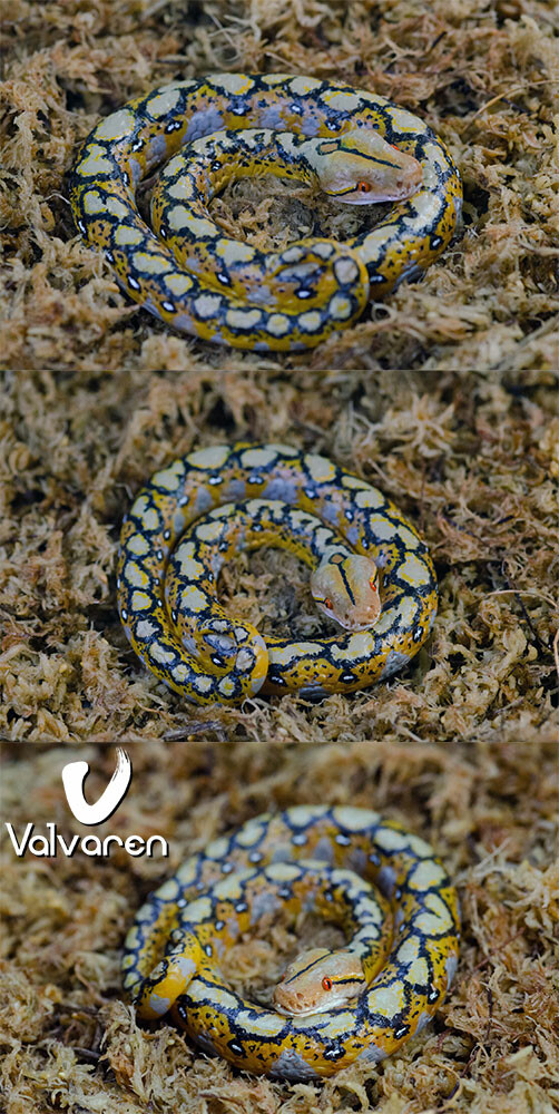 ArtStation - Normal Reticulated Python Figurine