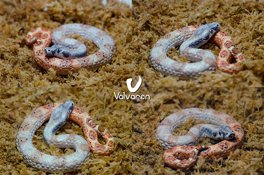 ArtStation - Hypo het Blood/Leopard Morph Boa Constrictor