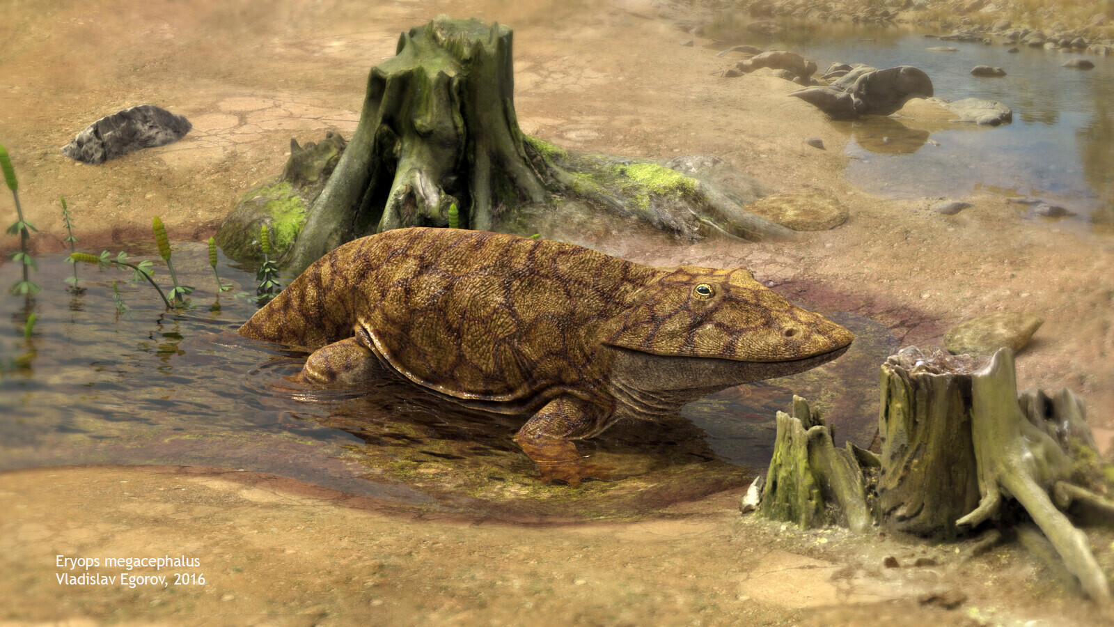 Vladislav Egorov - Eryops megacephalus