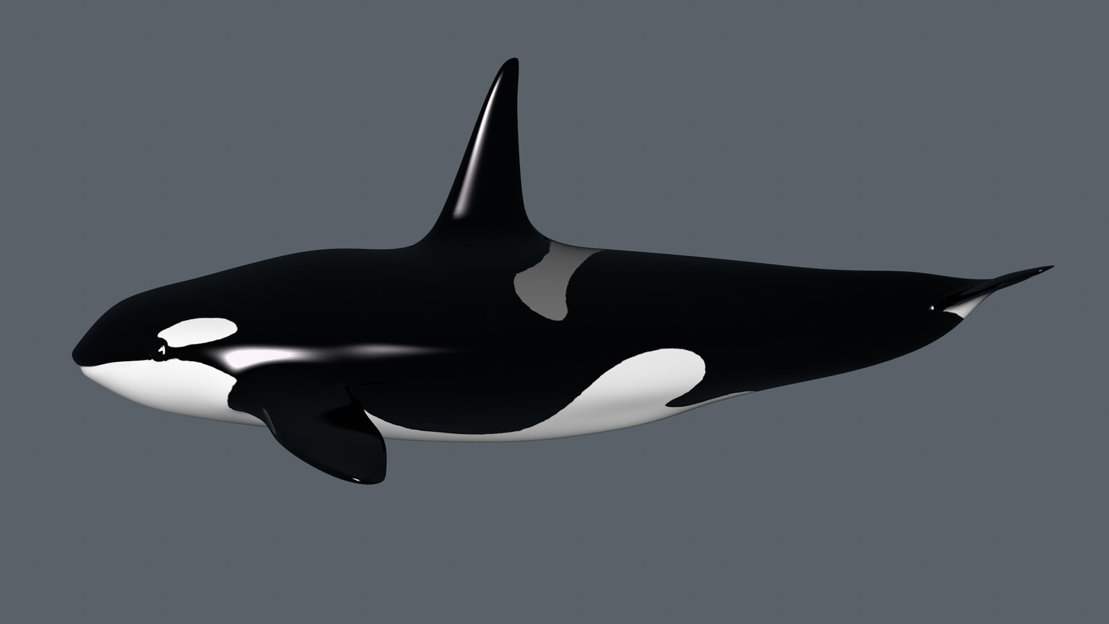 Christoph Schulz - Orca (Killer-Whale)