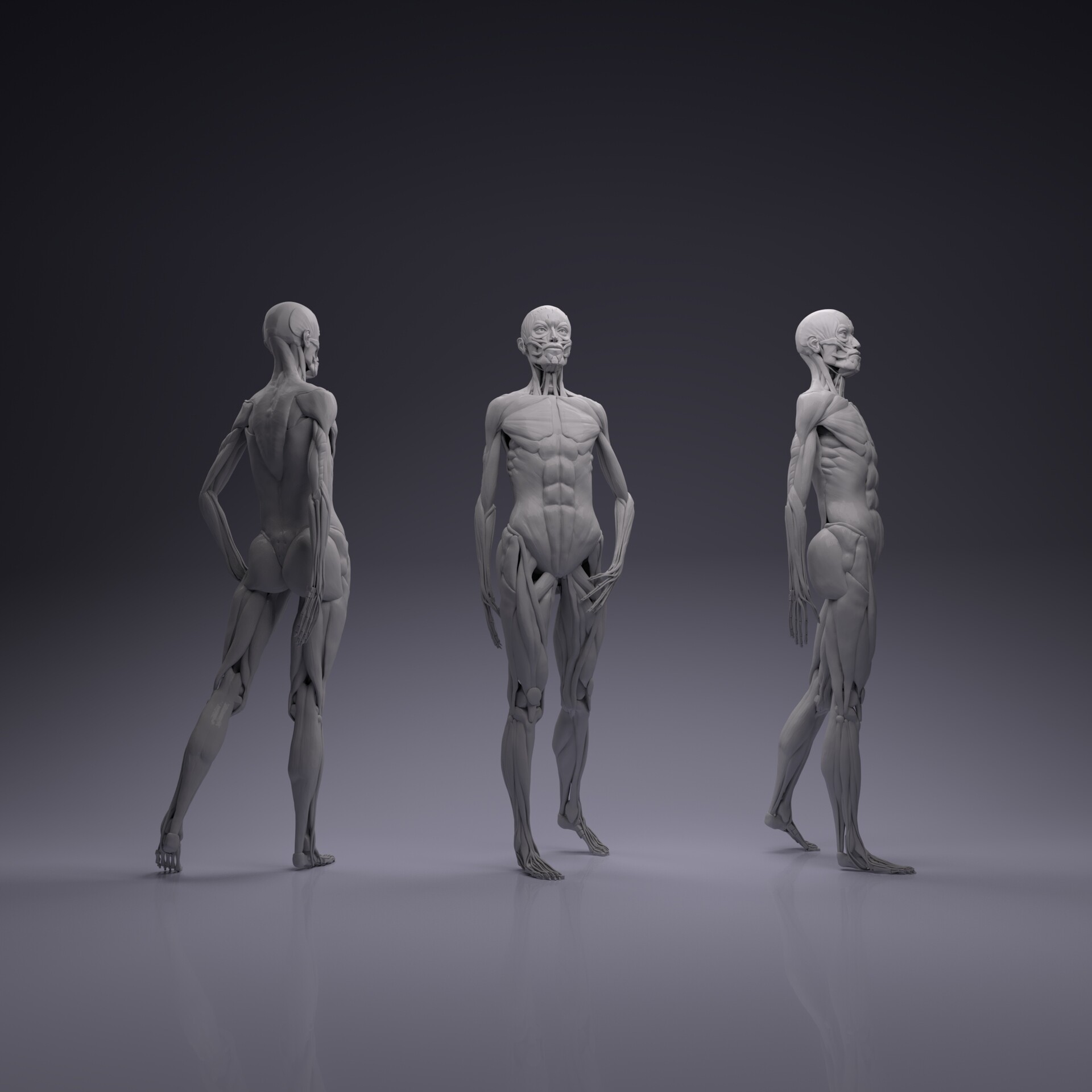 ArtStation - Female anatomy study