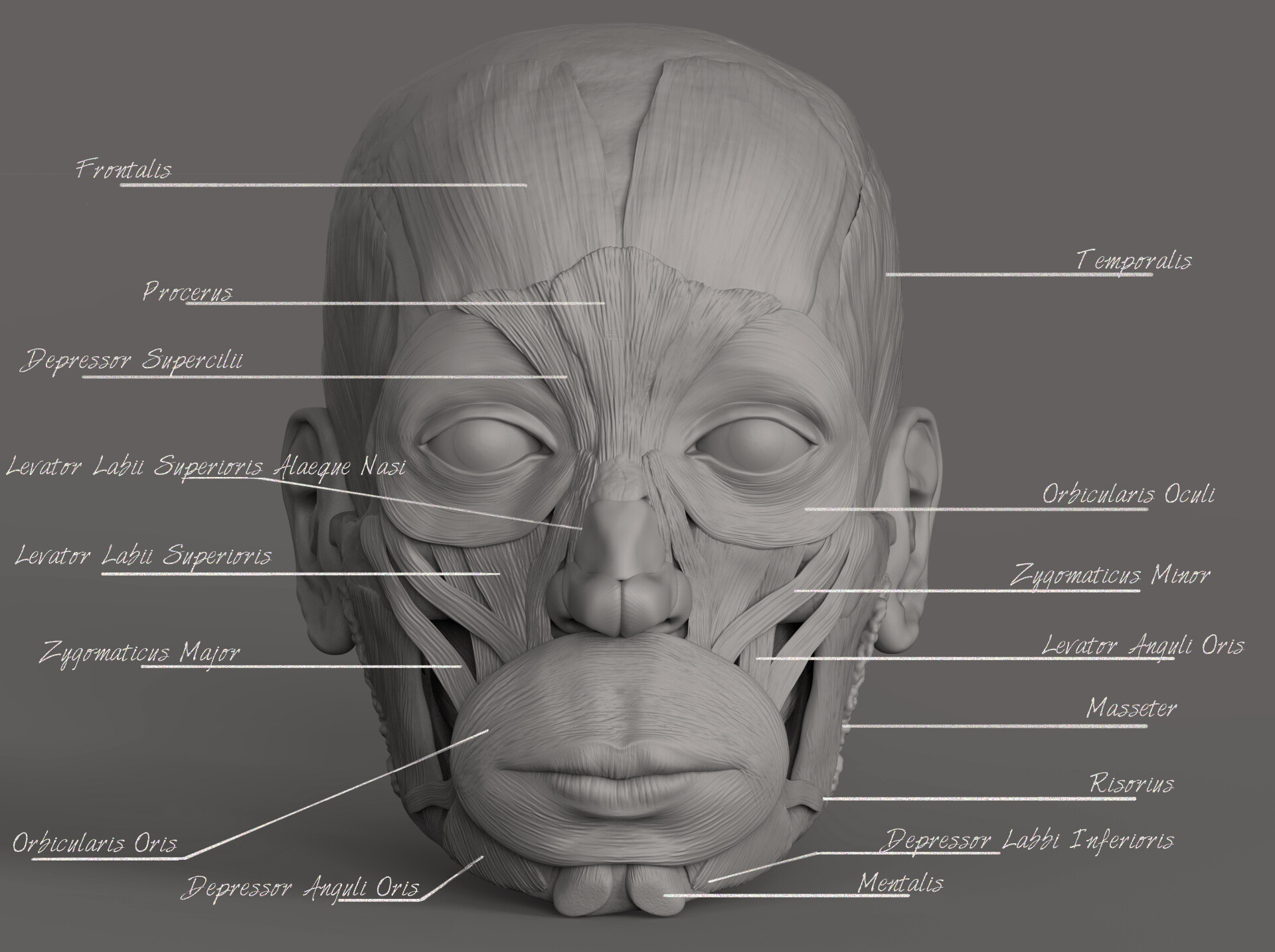 ArtStation - Ecorché Female Head