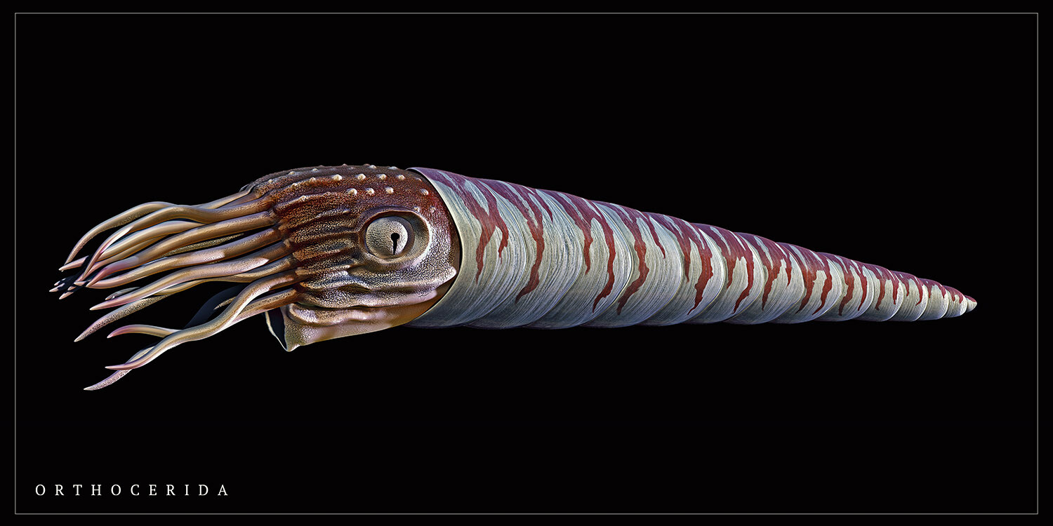 ArtStation - Orthocerida