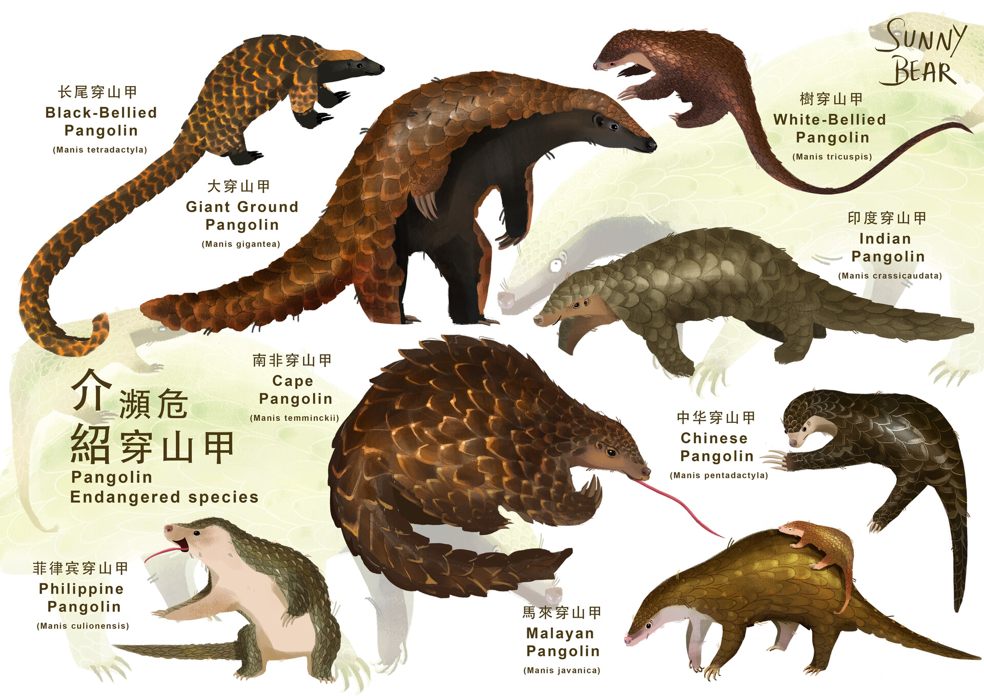 ArtStation - Endangered species: Pangolin family_Illustrated by Sunny Bear