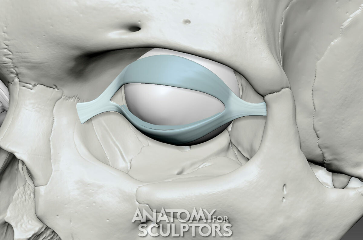 Anatomy For Sculptors - From Simple To Complex - Eye