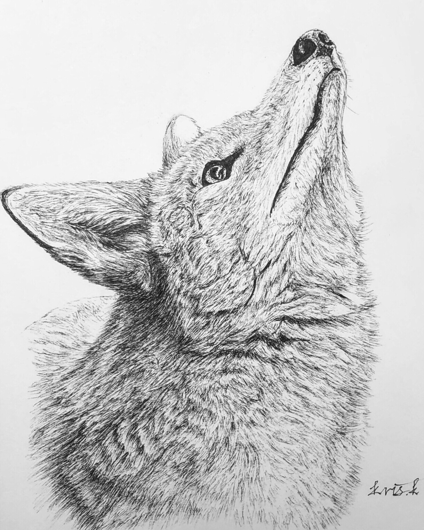 ArtStation - Fox Sketch