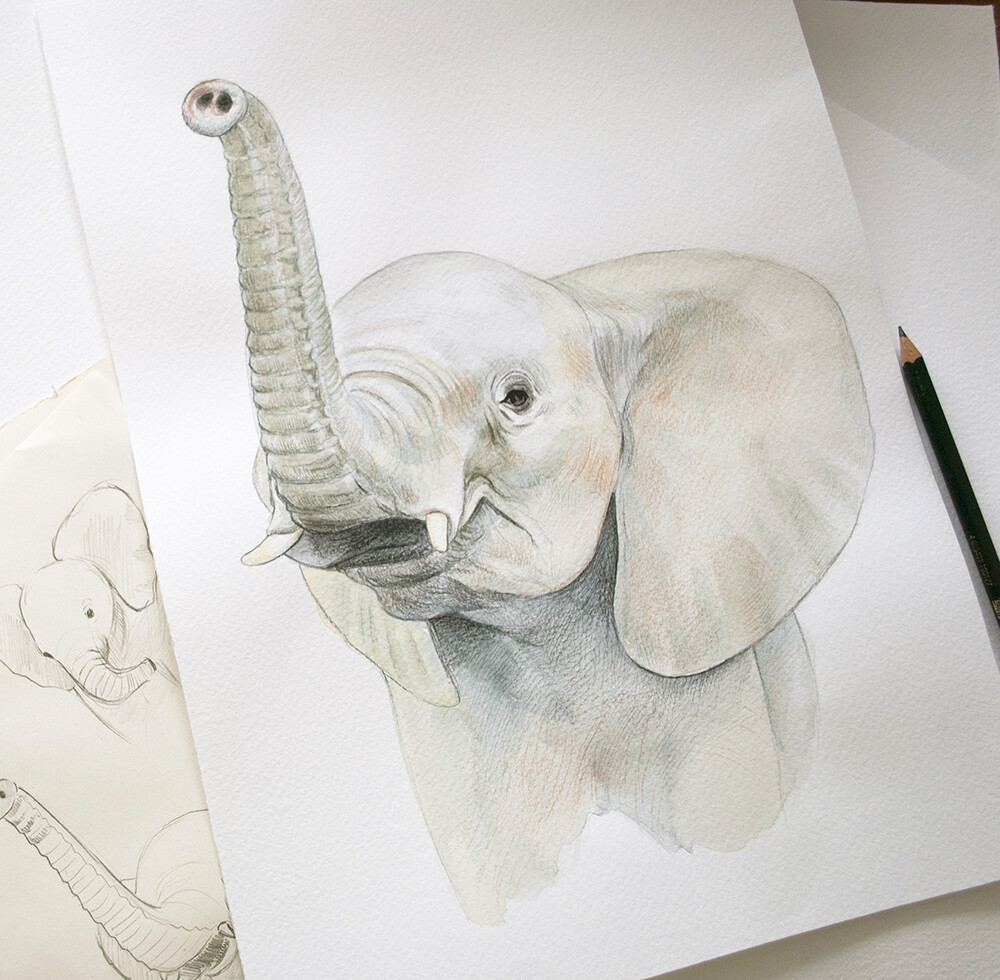 Ana Nikolova - Wild animals