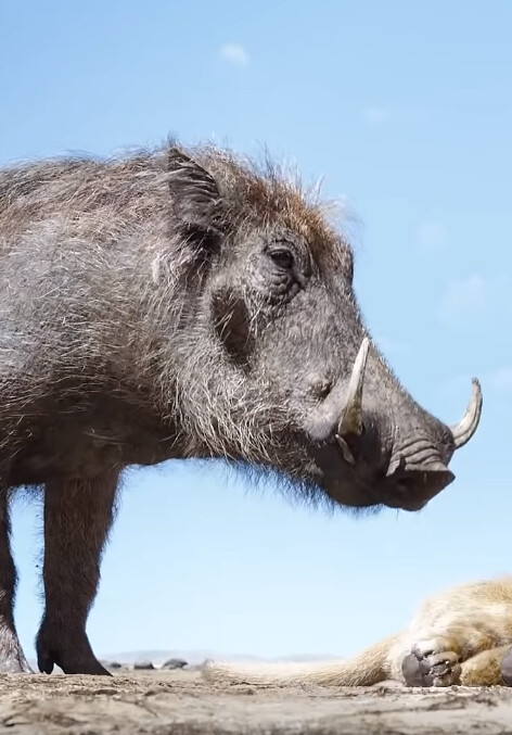 Joshua Cann - Pumbaa - Lion King 2019