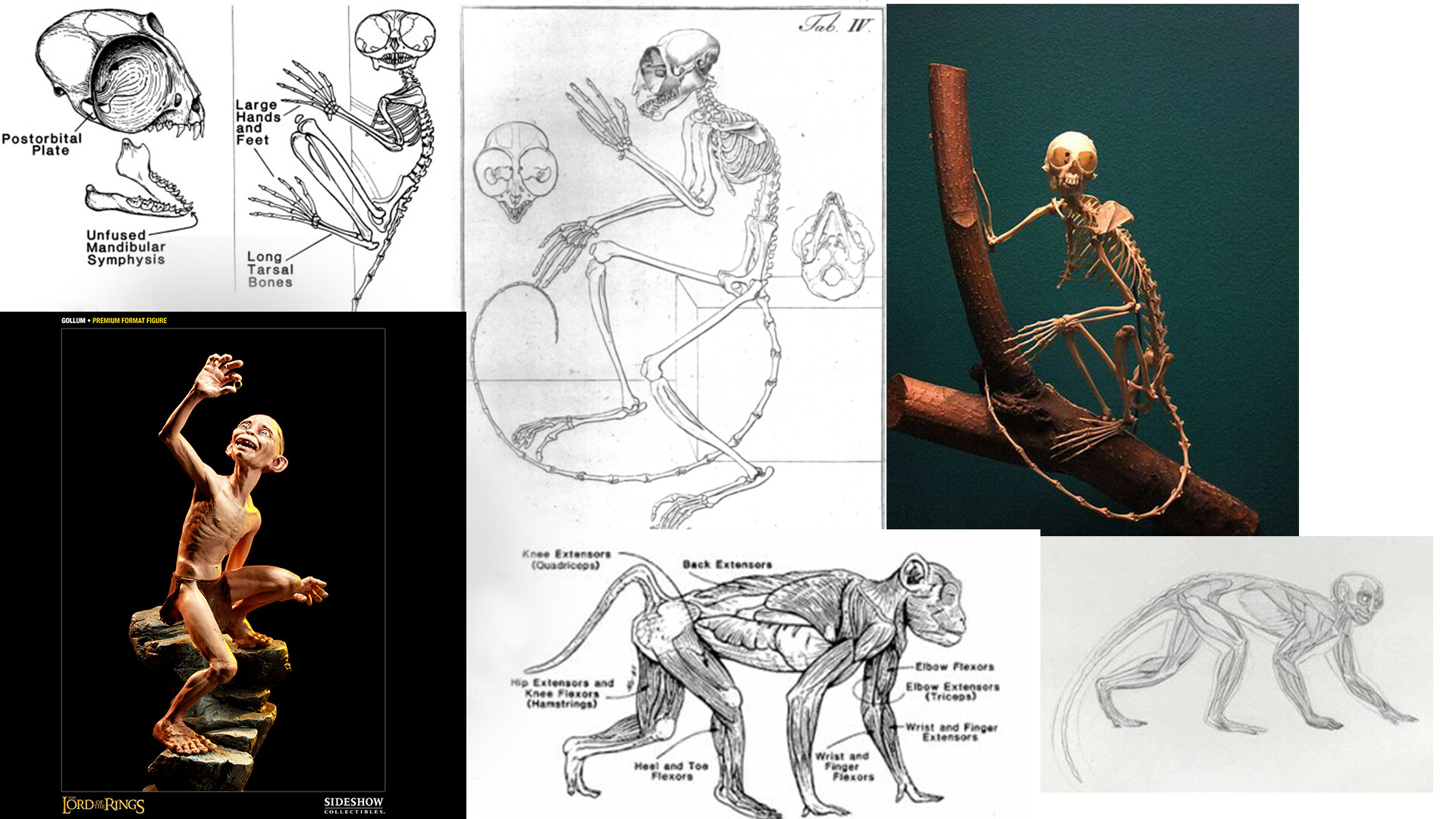 tarsier monkey skeleton