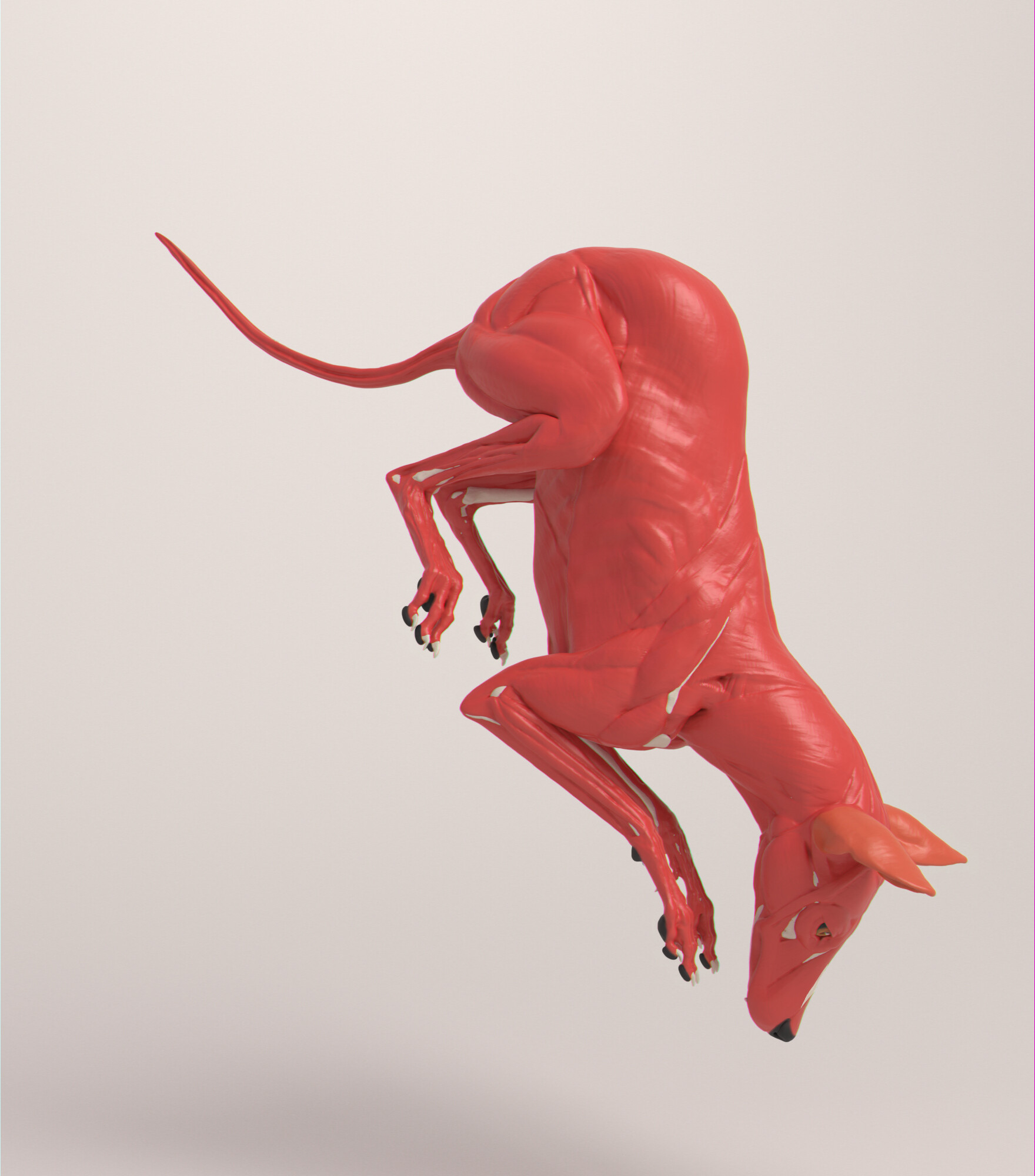 Jess O'Neill - Freelance Creature Artist - Red Fox (vulpes vulpes)