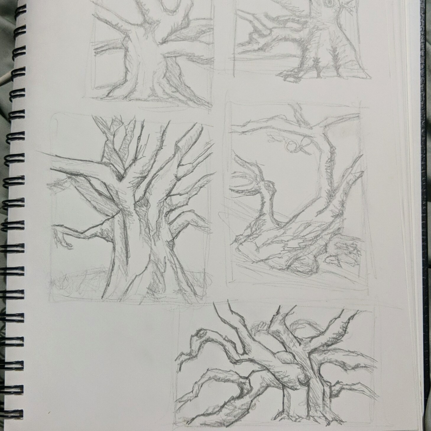 ArtStation - Southern Live Oak trees sketches