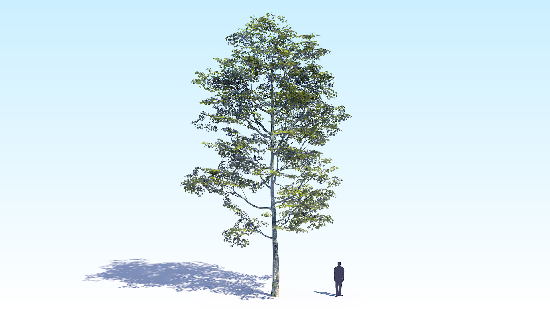 ArtStation - Maple Acer Tree 08 ArchViz 3D model