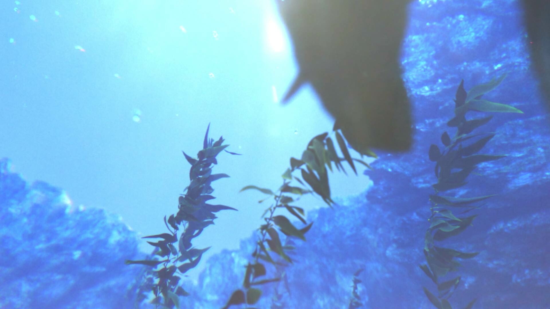 David Jon Nelson - Squidy