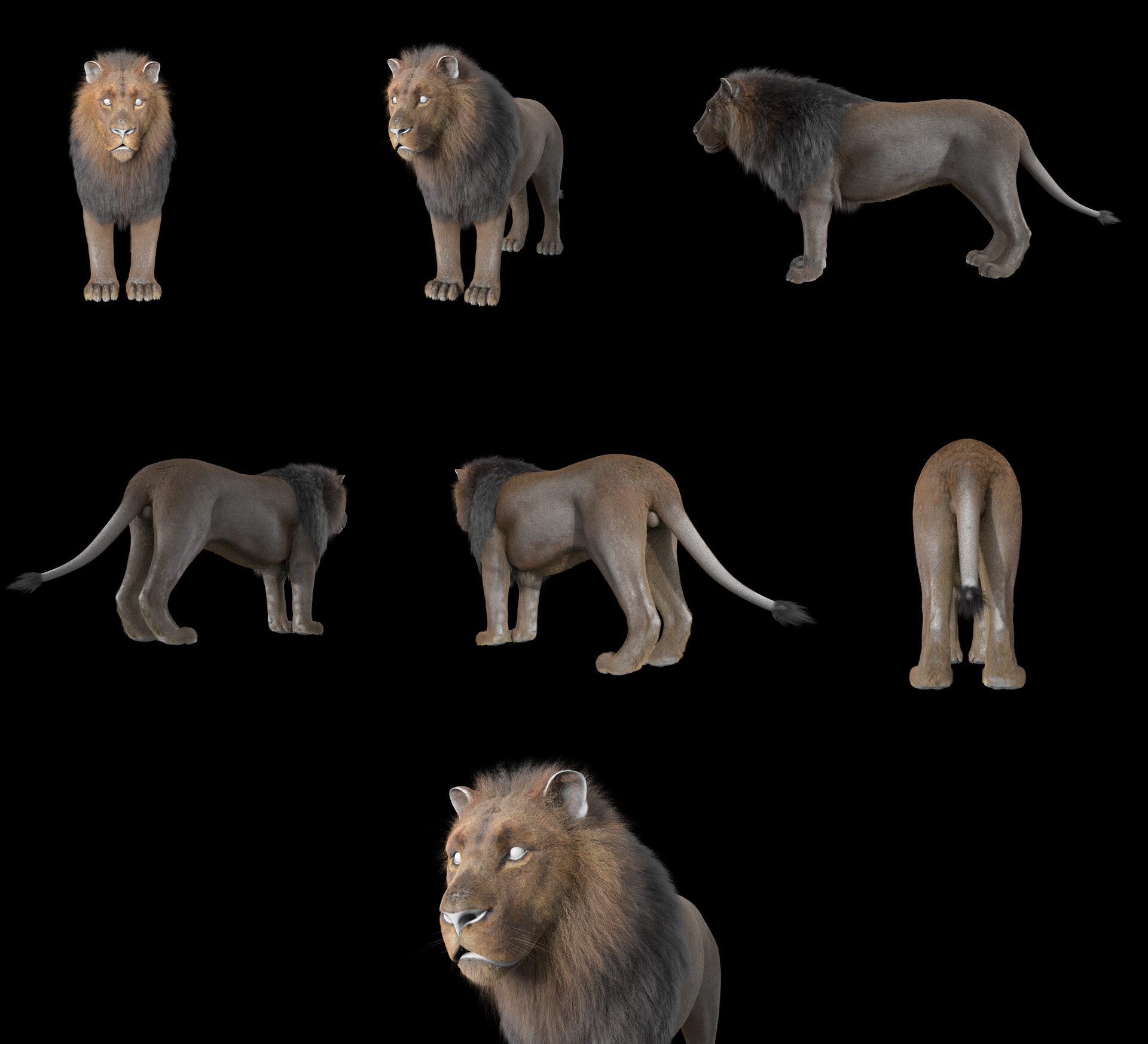 ArtStation - Xgen Lion
