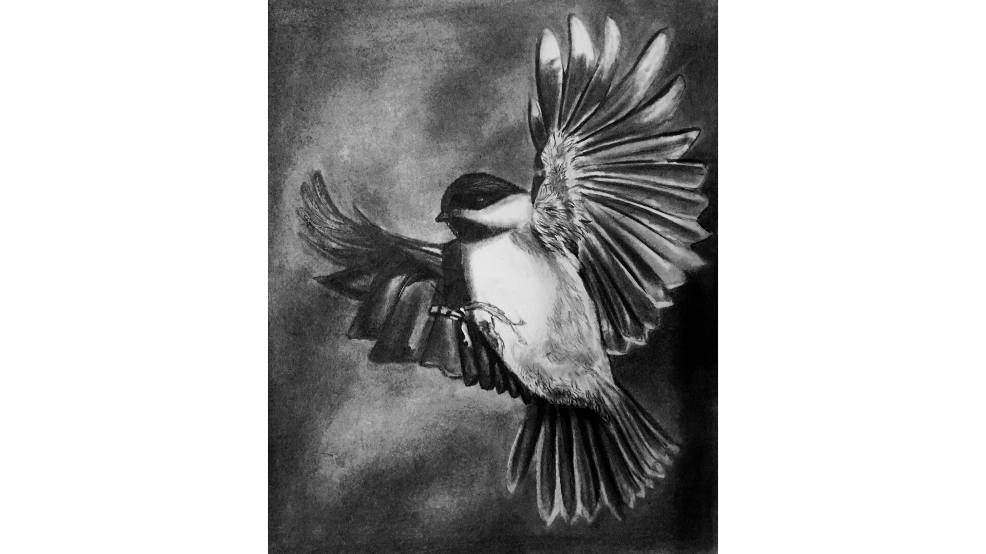 ArtStation - A Carolina chickadee