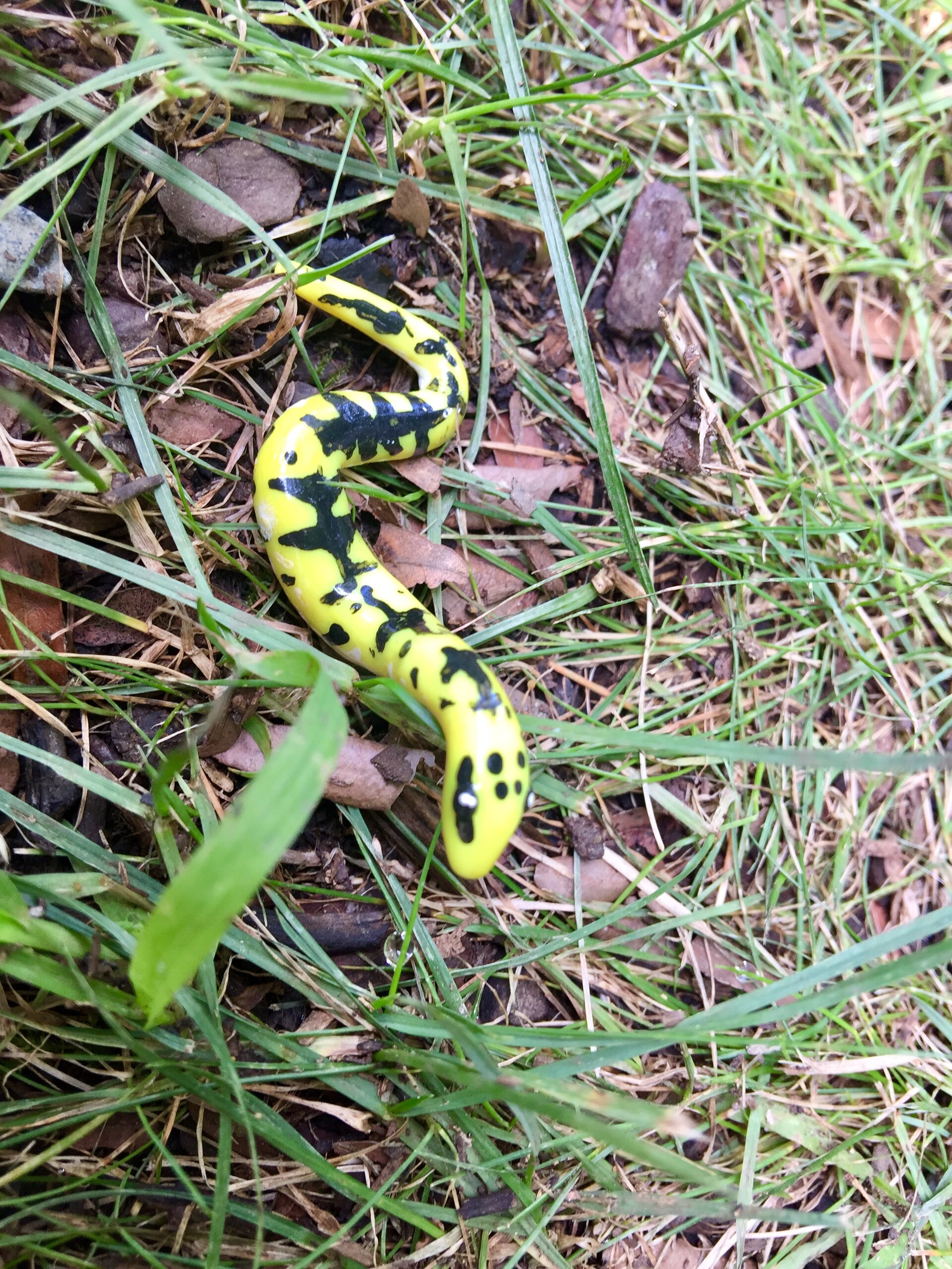 ArtStation - Banana Ball Python