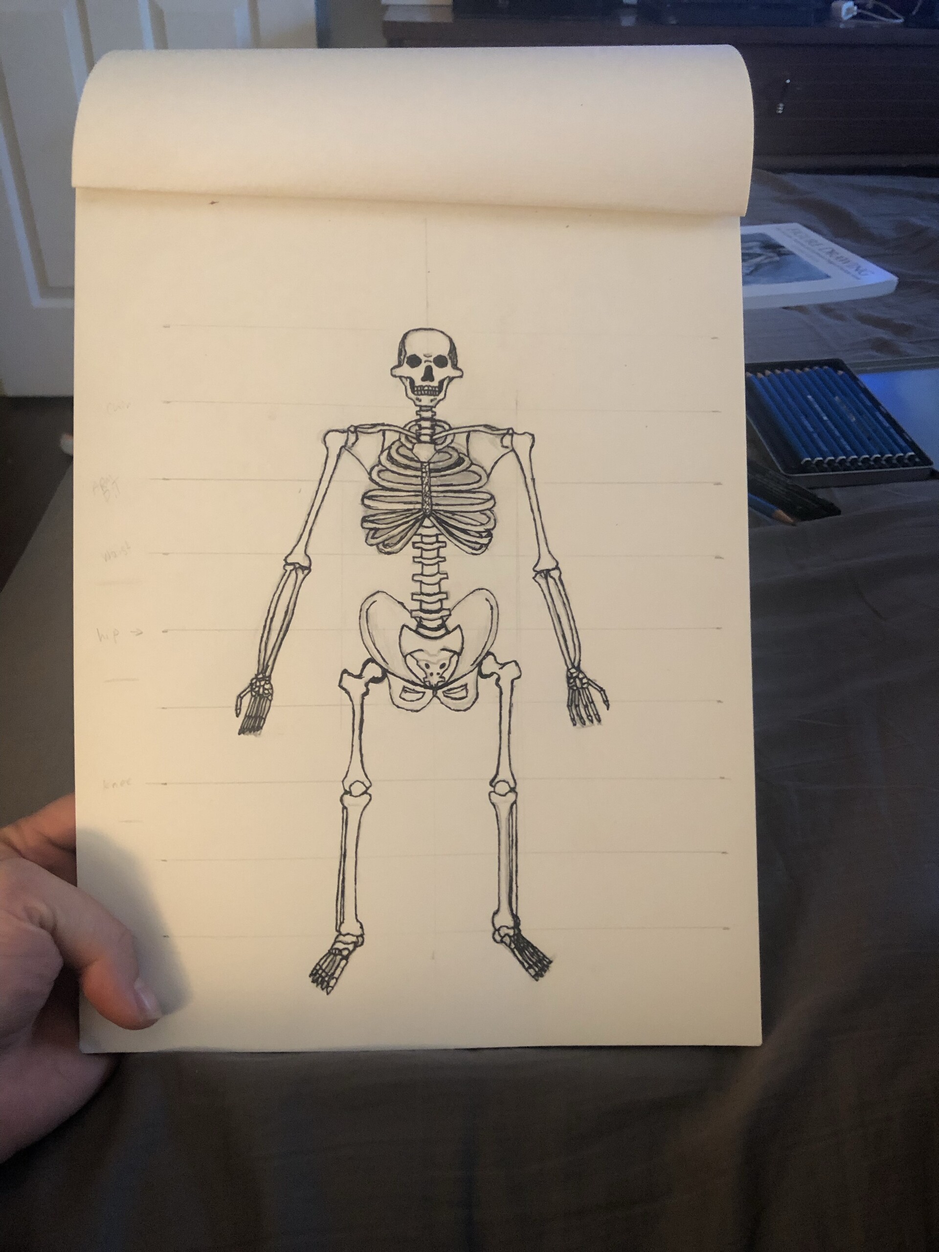Chris Macdonald - Skeleton anatomy study