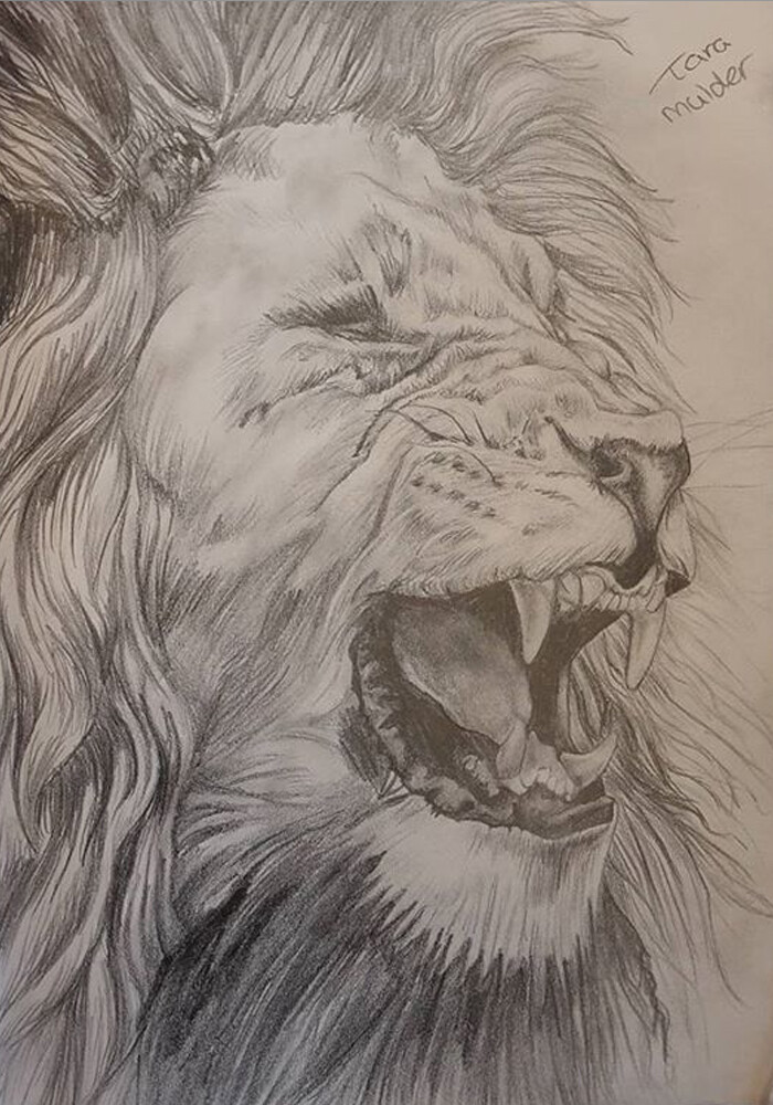 Angry Lion Pencil Drawing