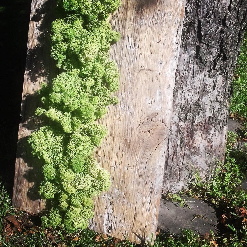Karolina Agata Naworol - Reindeer moss in the oak artwork