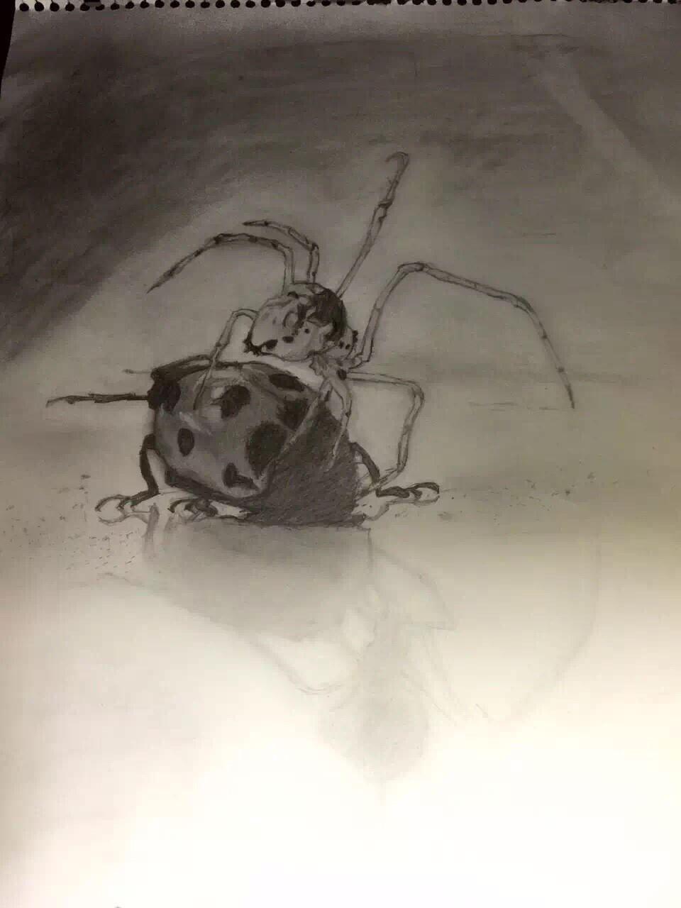 ArtStation - Ladybug vs Spider