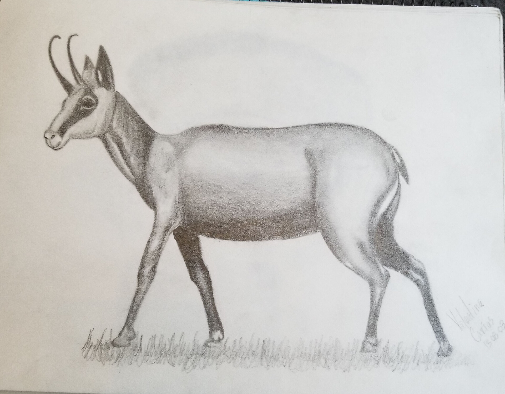 Gazelle Line Drawing