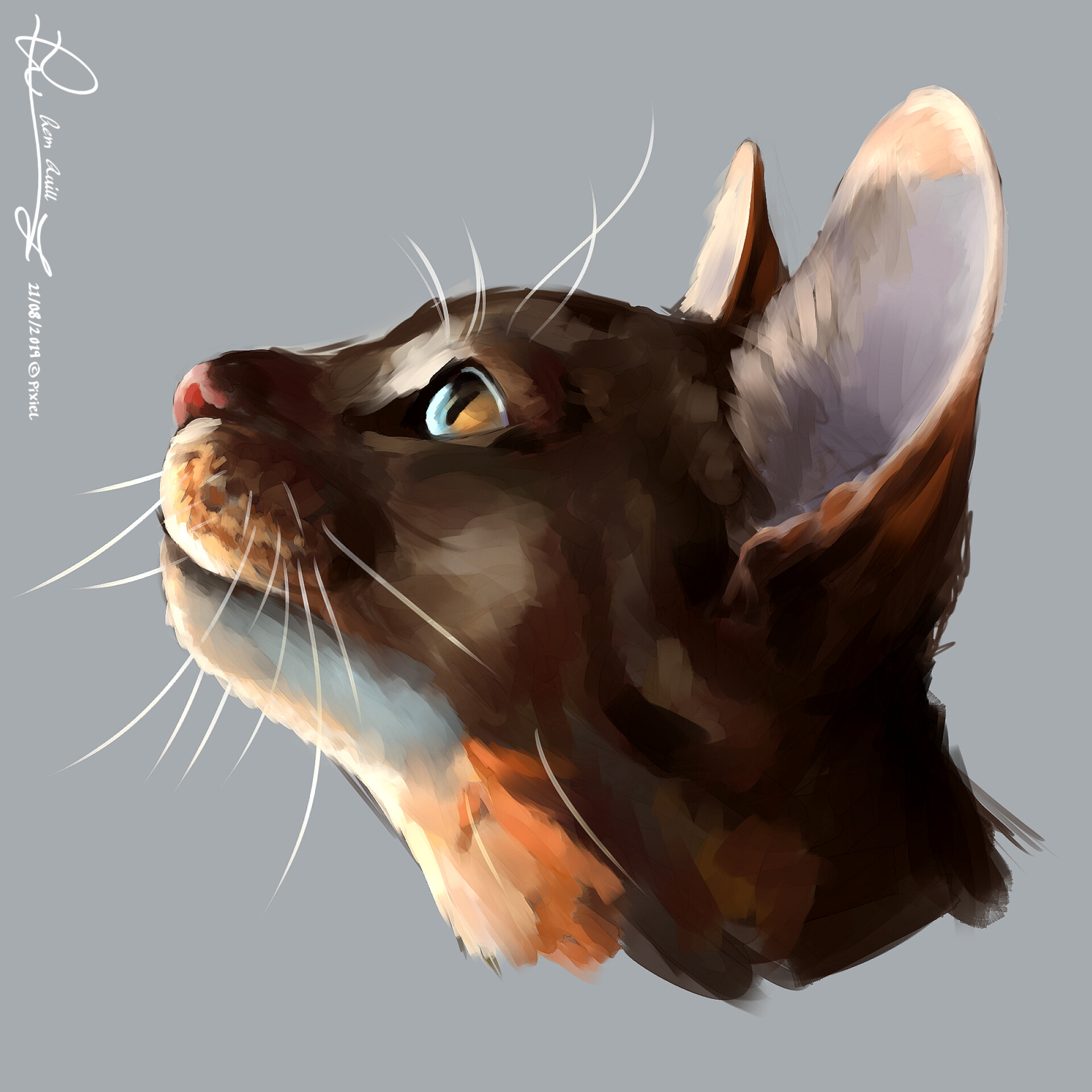 ArtStation - Cat Photostudies speedpaintings