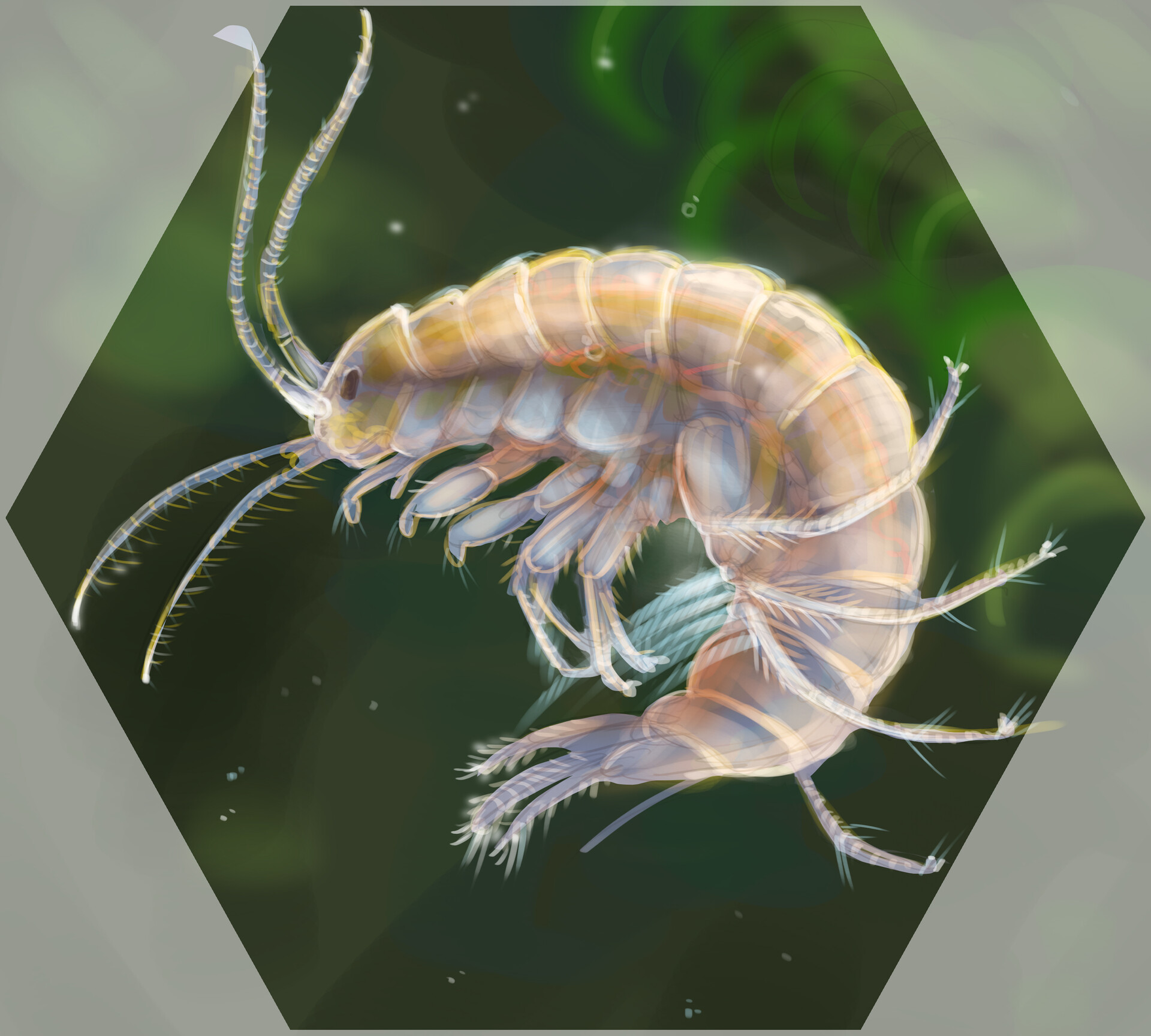 ArtStation - Gammarus pulex // Amphipod crustacean