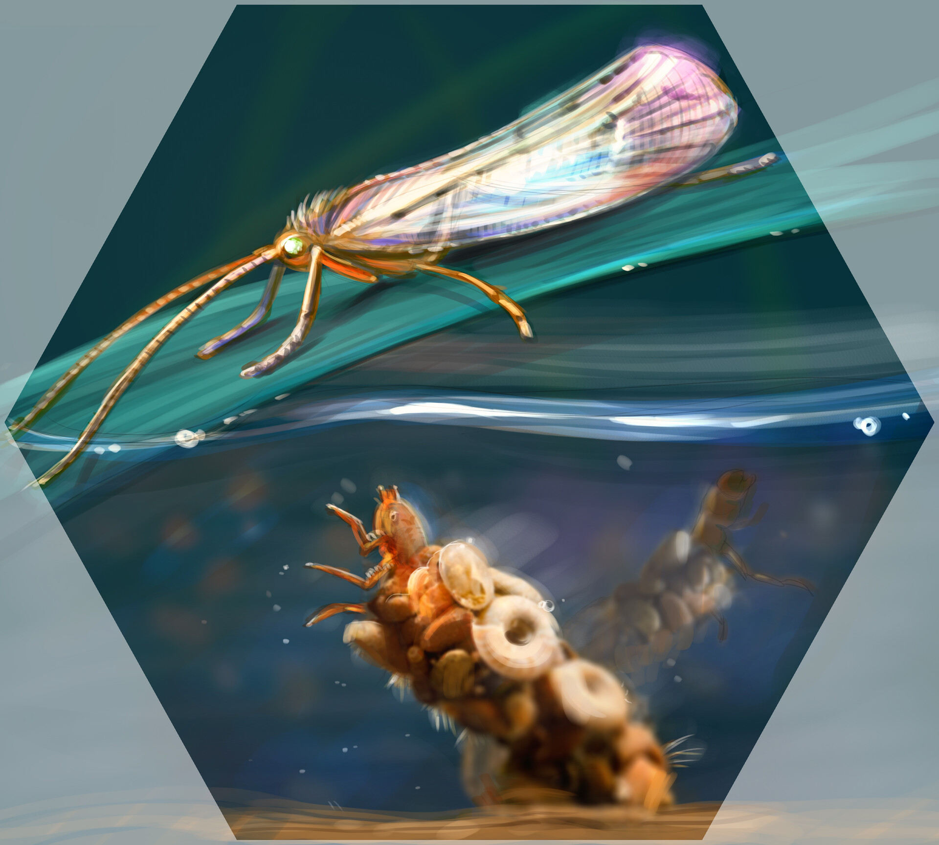 ArtStation - Limnephilus flavicornis // Caddisfly and larva