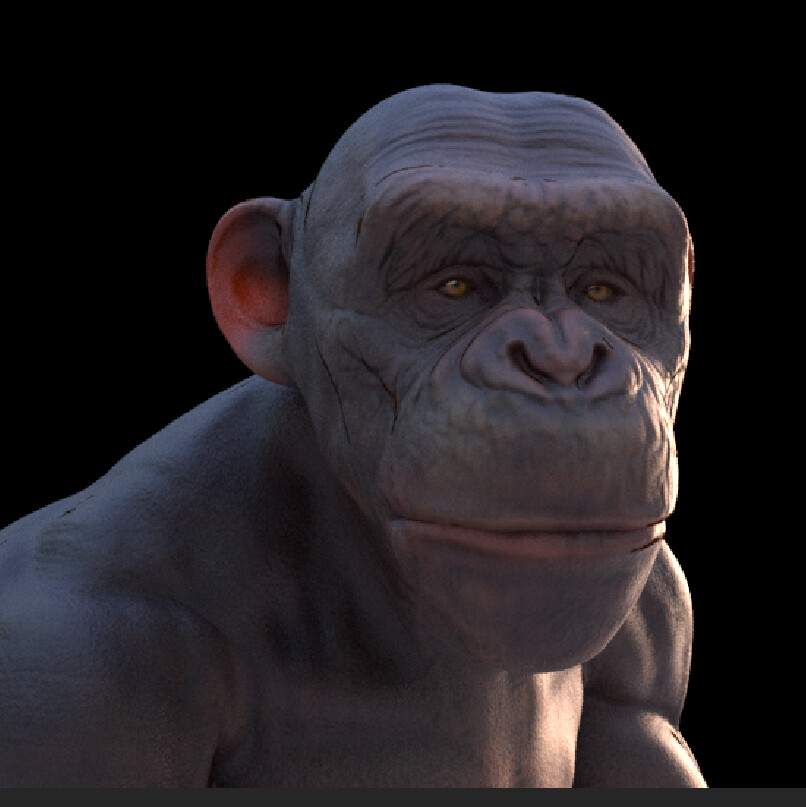 ArtStation - Chimpanzee Study WIP