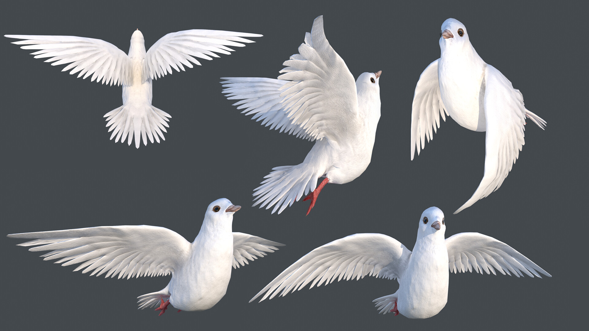 ArtStation - Dove