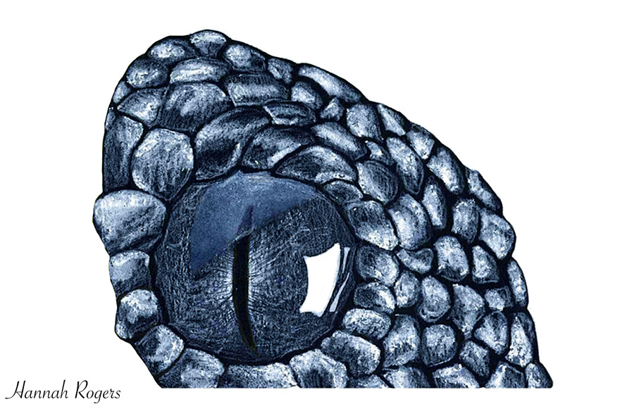 ArtStation - Snake Eye