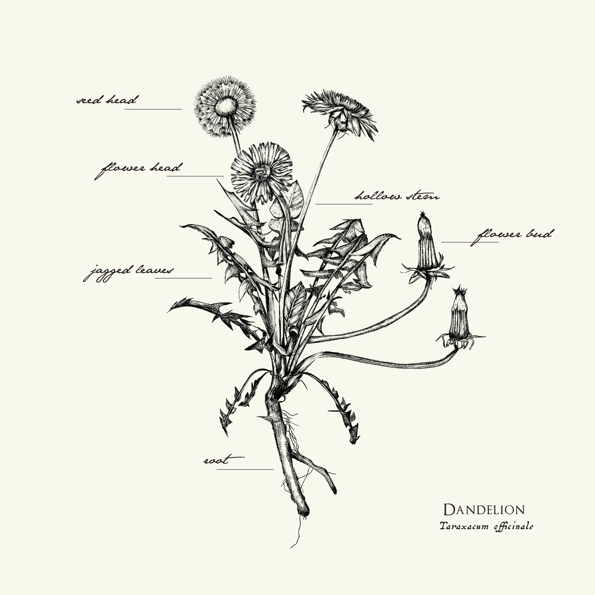 Mirela Ardeljan - Dandelion vintage artwork