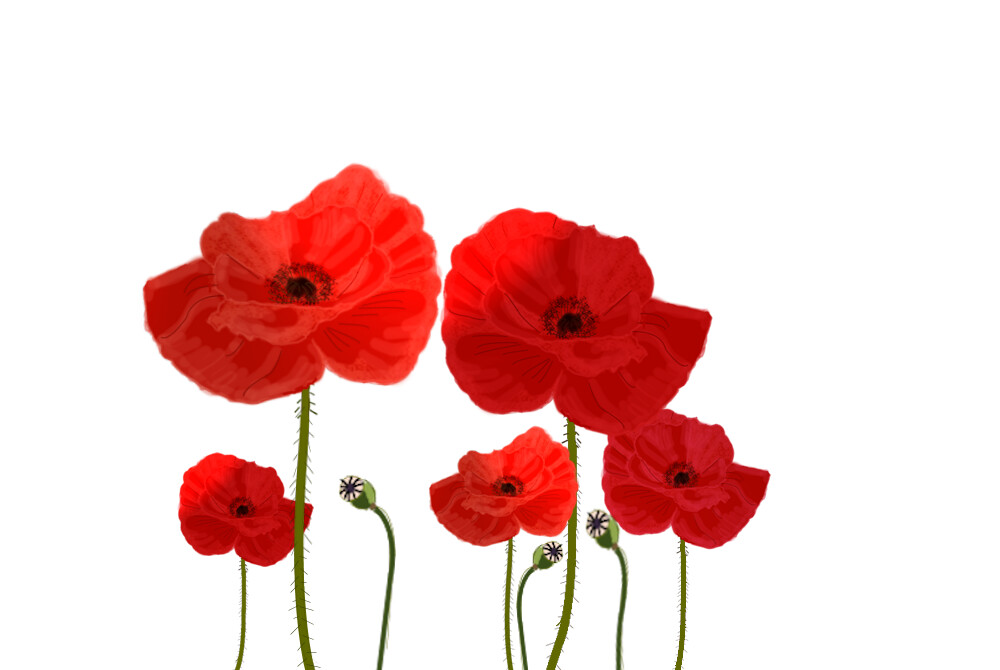 Elke Bassler - Poppies