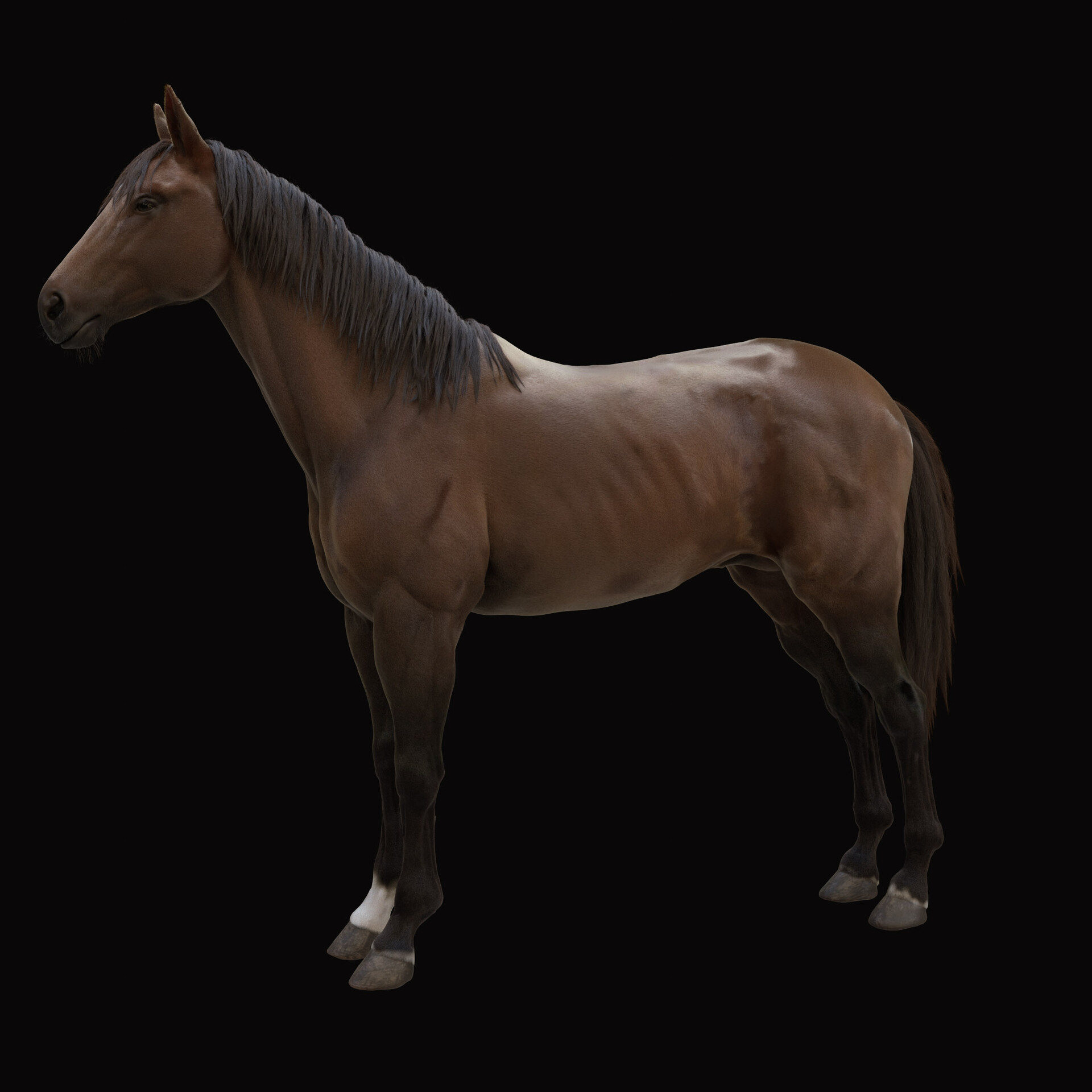 Destrier Horse