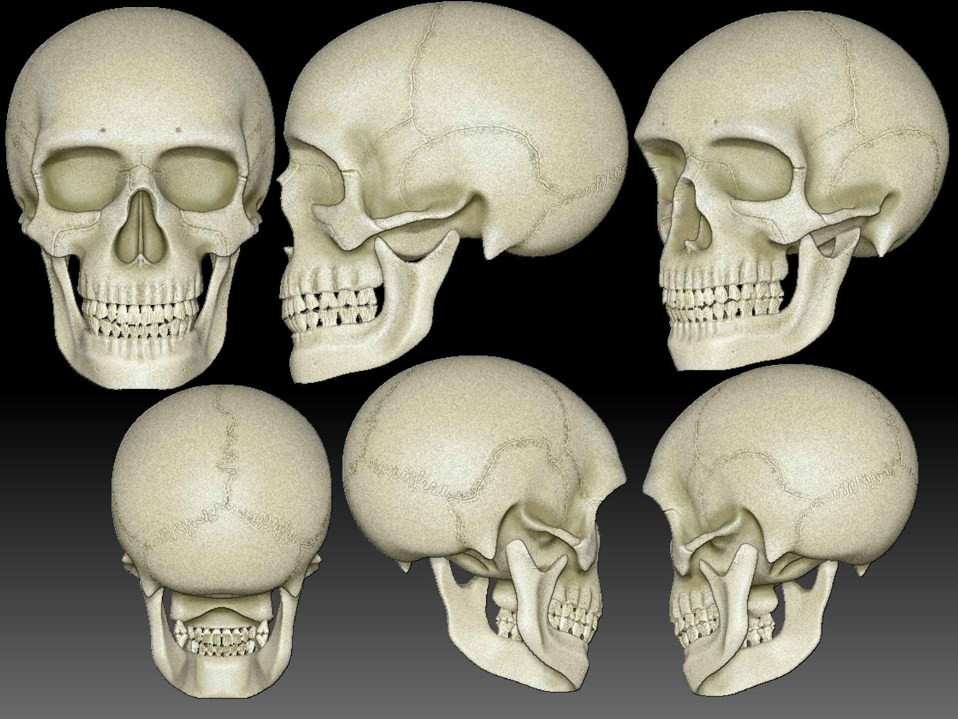 ArtStation - Anatomical study of skull