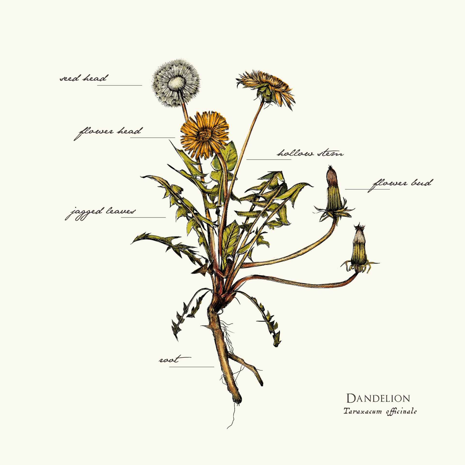 Dandelion Scientific Drawing