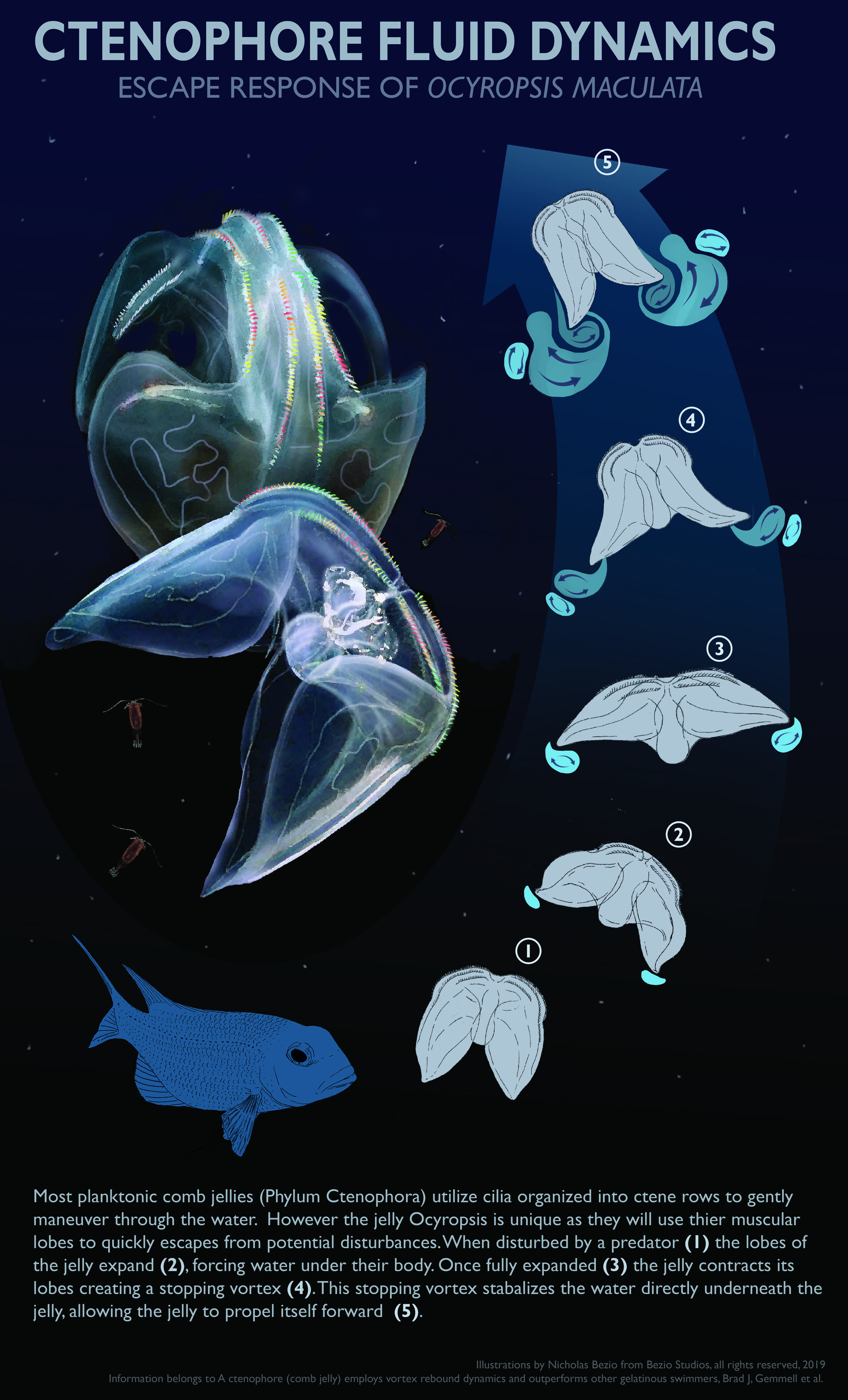 Nicholas Bezio - Jellyfish Hydrodynamics