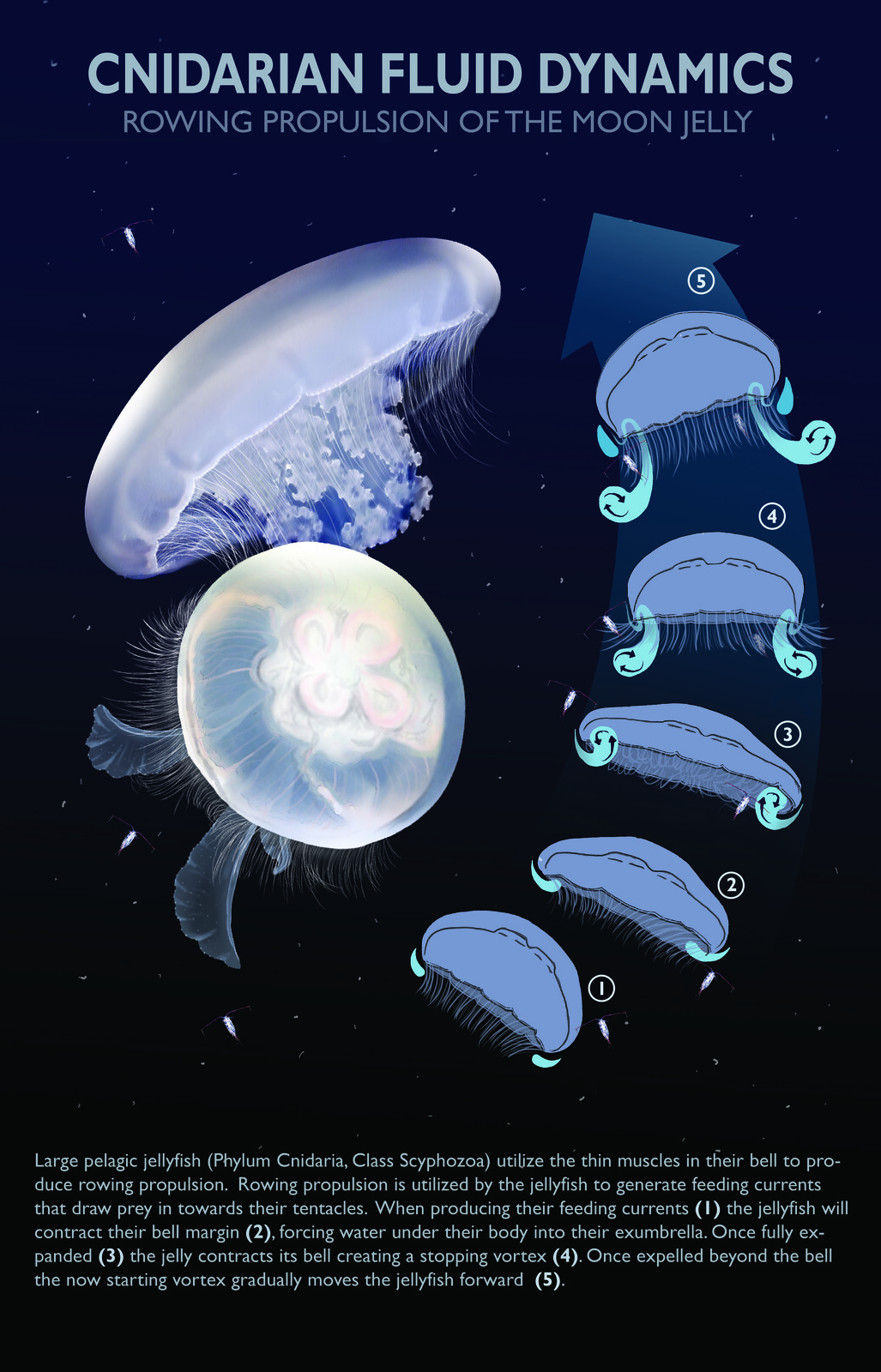 Nicholas Bezio - Jellyfish Hydrodynamics