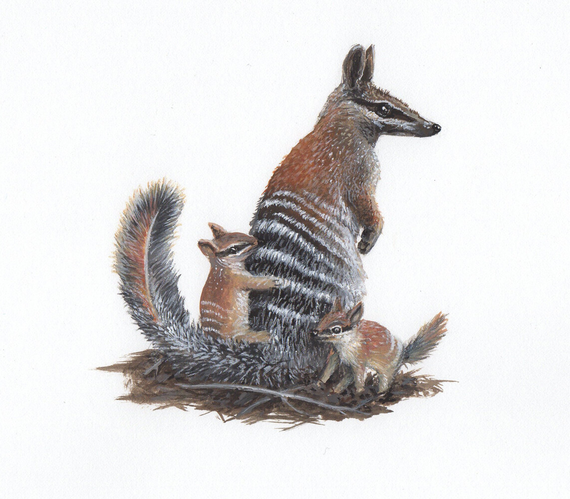 Will Pleydon - Wildlife